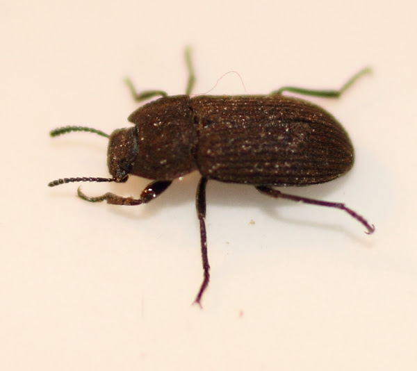 Dusty Maize Beetle | Project Noah
