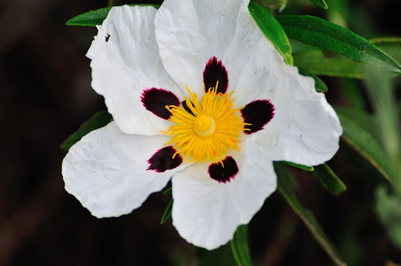 Gum rockrose flower, flor jara pringosa | Project Noah