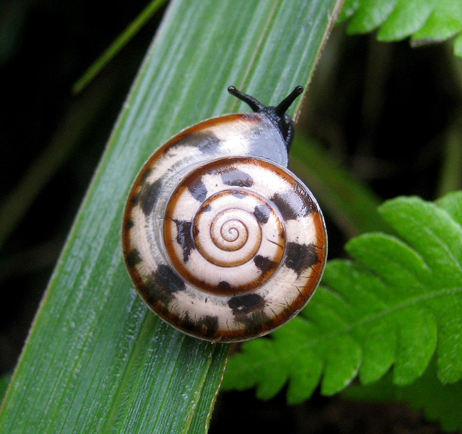 Tricolor Snail | Project Noah