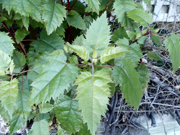 Makomako | Project Noah