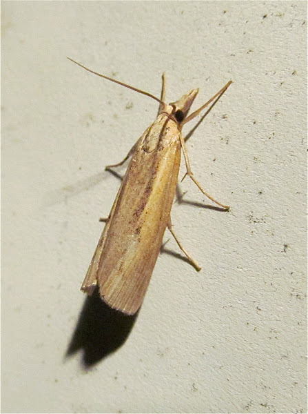 Sod Webworm | Project Noah