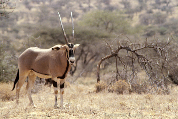 Fringe-eared oryx | Project Noah