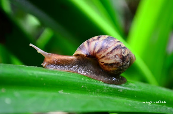 Land Snail | Project Noah