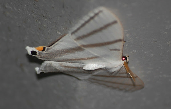 White moth | Project Noah