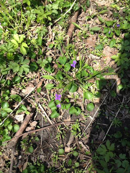 Three Lobed Violet | Project Noah