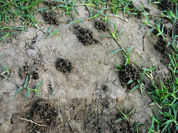 Earthworm faeces | Project Noah