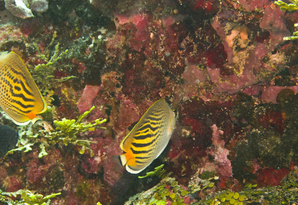Dot-and-dash Butterflyfish | Project Noah