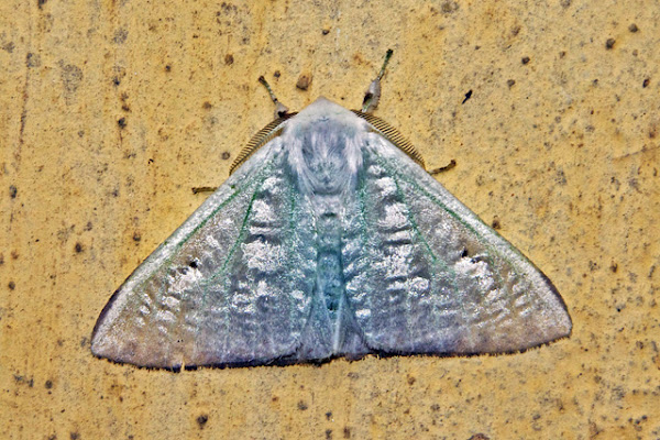 Lymantrid Moth | Project Noah