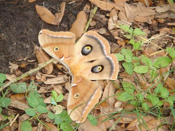Polyphemus Moth | Project Noah
