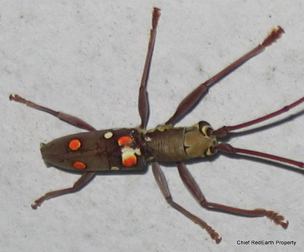 Longhorn Borer Beetle | Project Noah