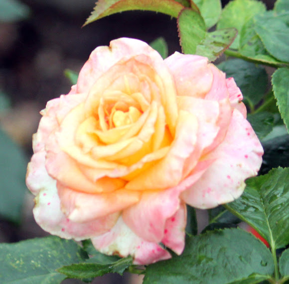 Floribunda Rose 'Day Breaker' | Project Noah