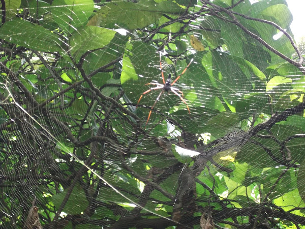 Red-legged golden orb-web spider | Project Noah
