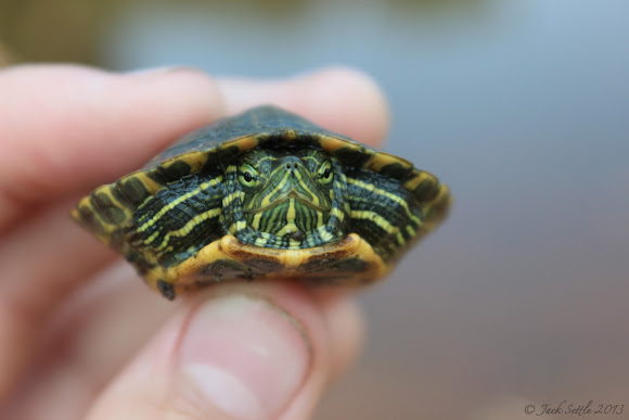 Red-eared Slider (Hatchling) | Project Noah