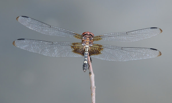 Checkered Setwing | Project Noah