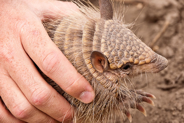 Screaming Hairy Armadillo | Project Noah