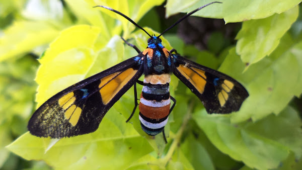 Wasp moth | Project Noah