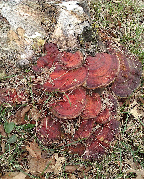 Sessile Ganoderma | Project Noah