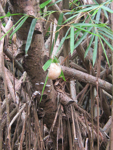 Foam Nest of a Common Tree Frog | Project Noah