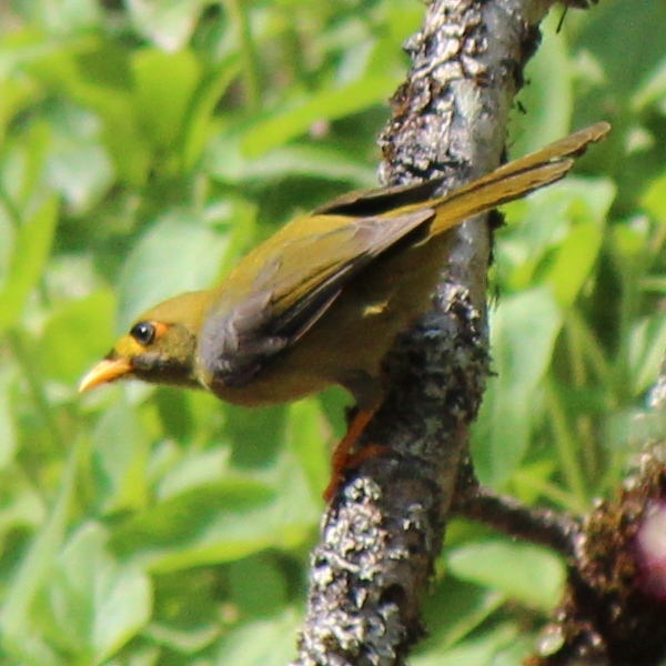 Bell Miner (Bellbird) | Project Noah