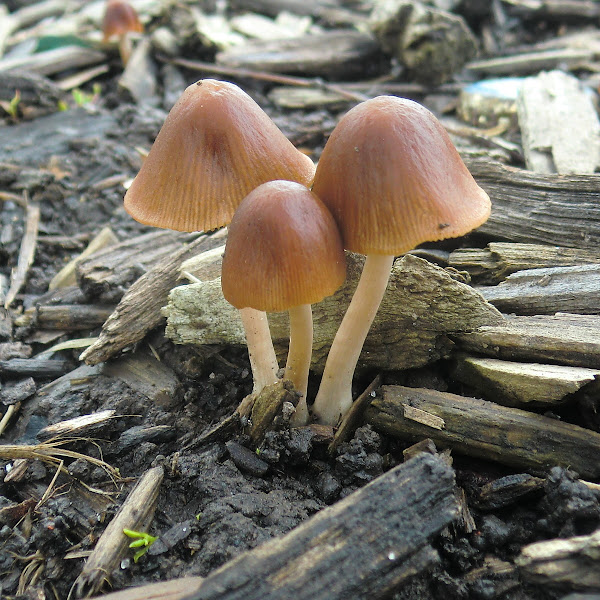 Psathyrella sp. | Project Noah