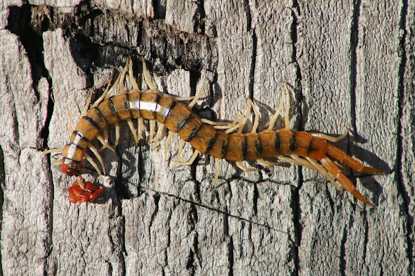 Tiger Centipede | Project Noah