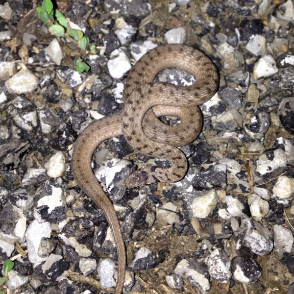 Dekay's Brown Snake | Project Noah
