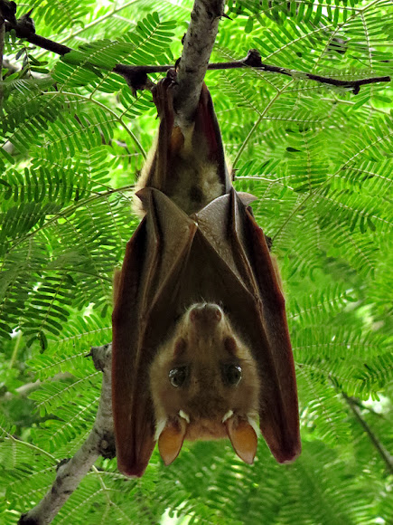Wahlberg's epauletted fruit bat | Project Noah