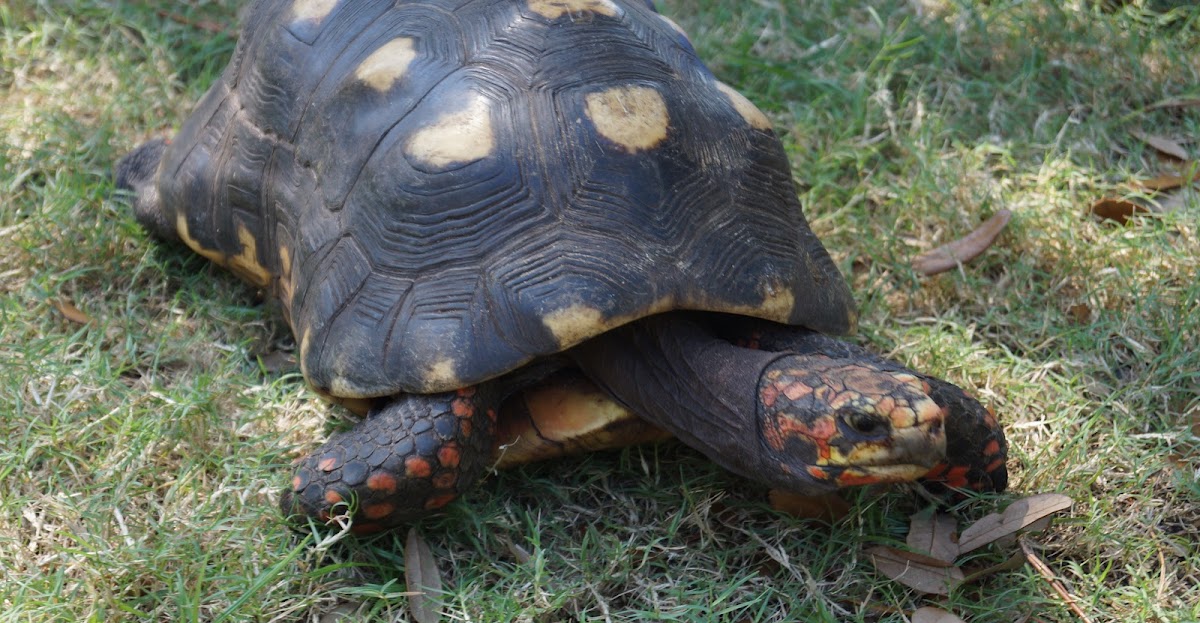 Red-footed Tortoise | Project Noah