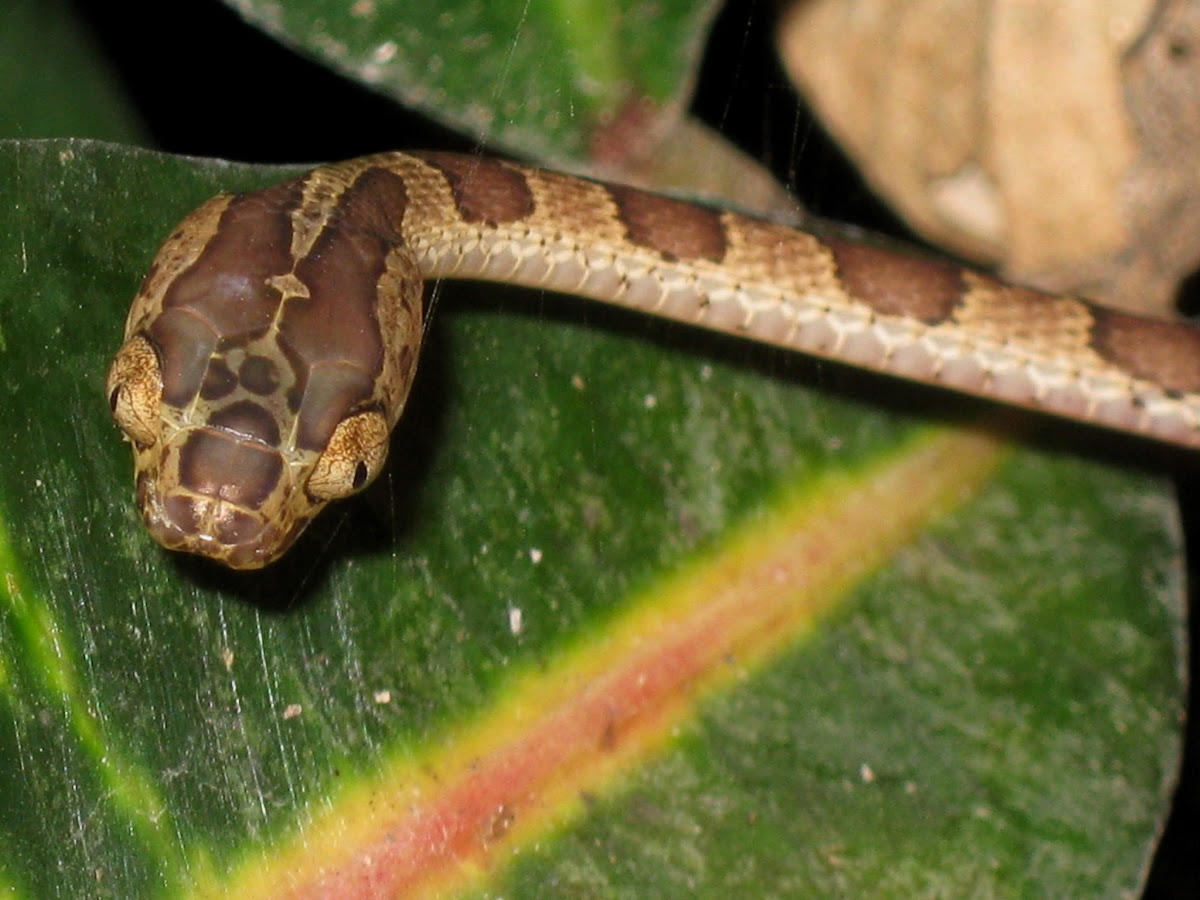 Blunthead tree snake, Mapepire Corde Violon | Project Noah
