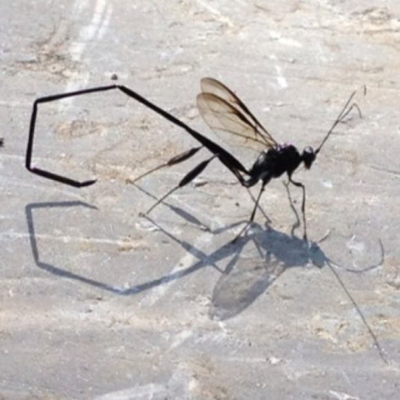 pelecinid wasp | Project Noah