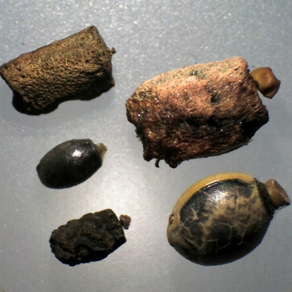 Stick insect eggs | Project Noah