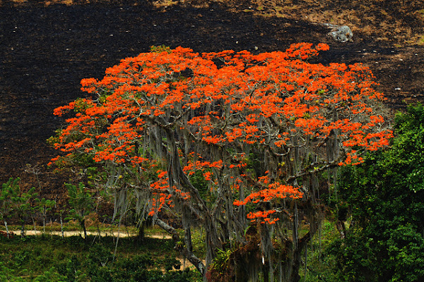 cambulo | Project Noah