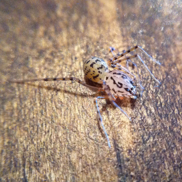 Spitting spider | Project Noah