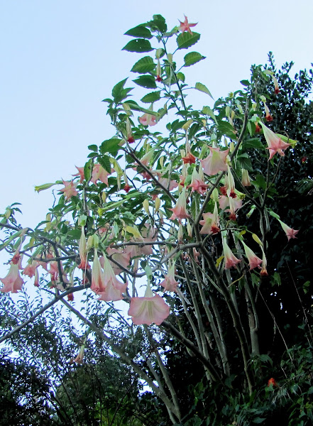 angel trumpet | Project Noah