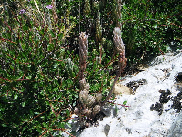 Mediterranean Stonecrop | Project Noah