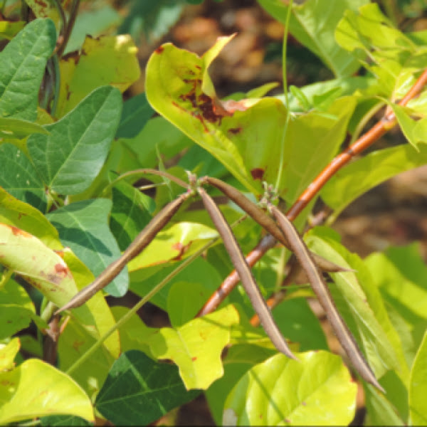 Pink Fuzzy Bean | Project Noah