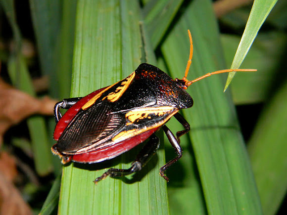 giant shield bug | Project Noah