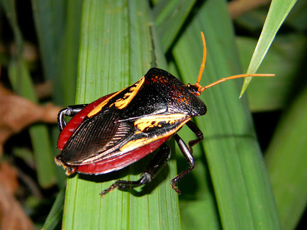 giant shield bug | Project Noah
