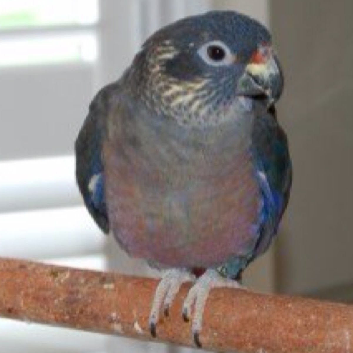 Dusky Pionus | Project Noah