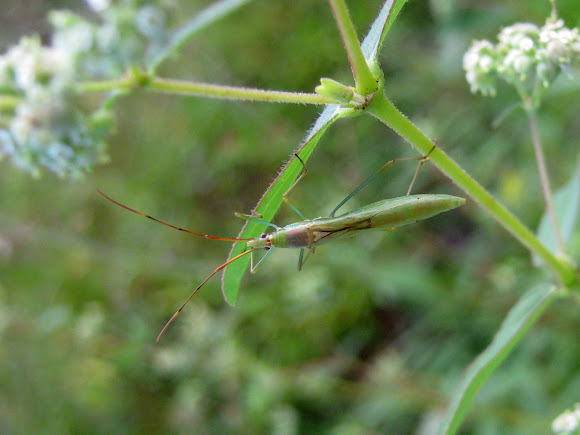 Rice Bug | Project Noah