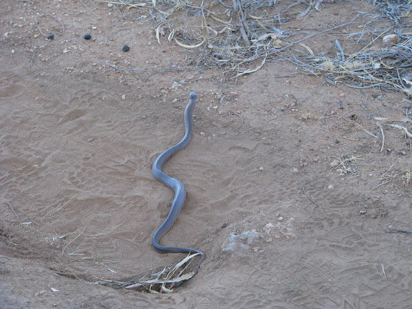 Myall Snake/Curl Snake | Project Noah