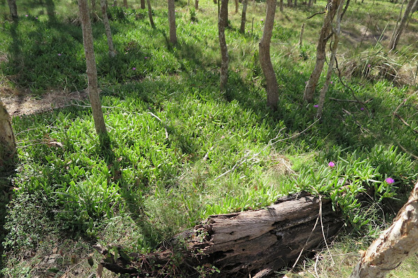 Angular Pigface | Project Noah