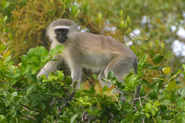 Vervet monkey | Project Noah