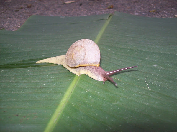Caracol (Snail) | Project Noah