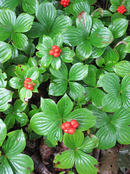 Bunchberry or Creeping Dogwood | Project Noah