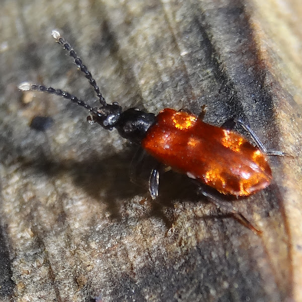 Flower beetle | Project Noah