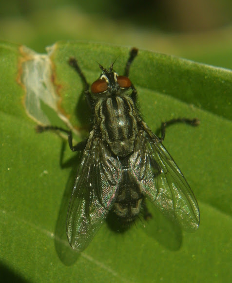Flesh Fly | Project Noah