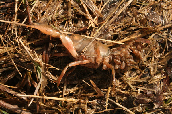 Prairie Crayfish | Project Noah