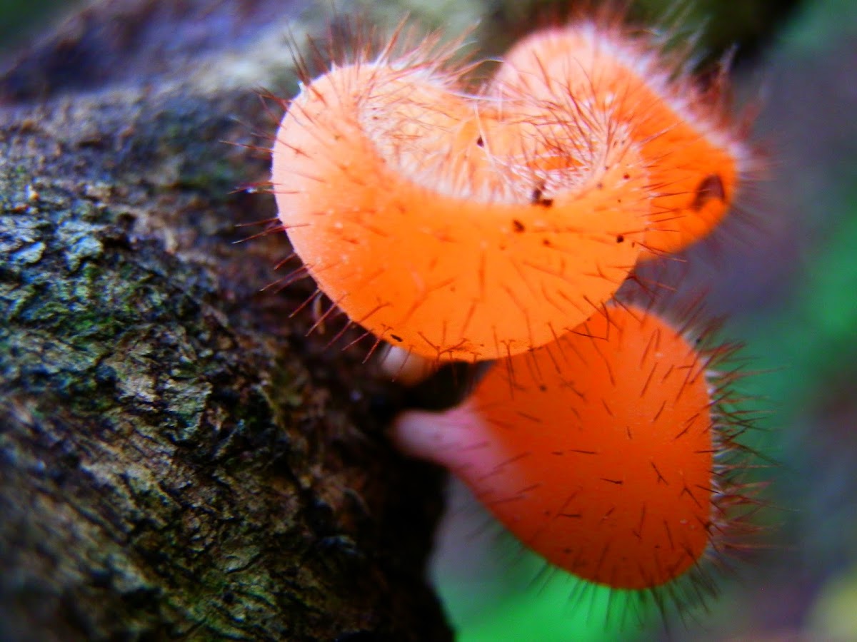 Hongo Copa | Project Noah