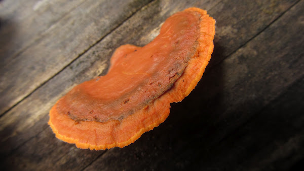 Pycnoporus sanguineus | Project Noah